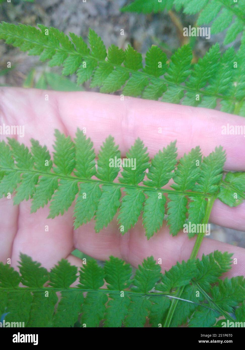 spinulose wood fern (Dryopteris carthusiana Stock Photo - Alamy