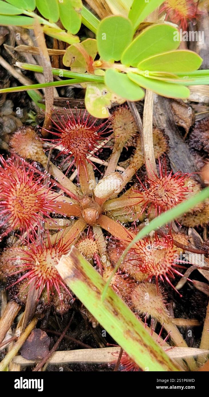 Pink Sundew (Drosera capillaris Stock Photo - Alamy