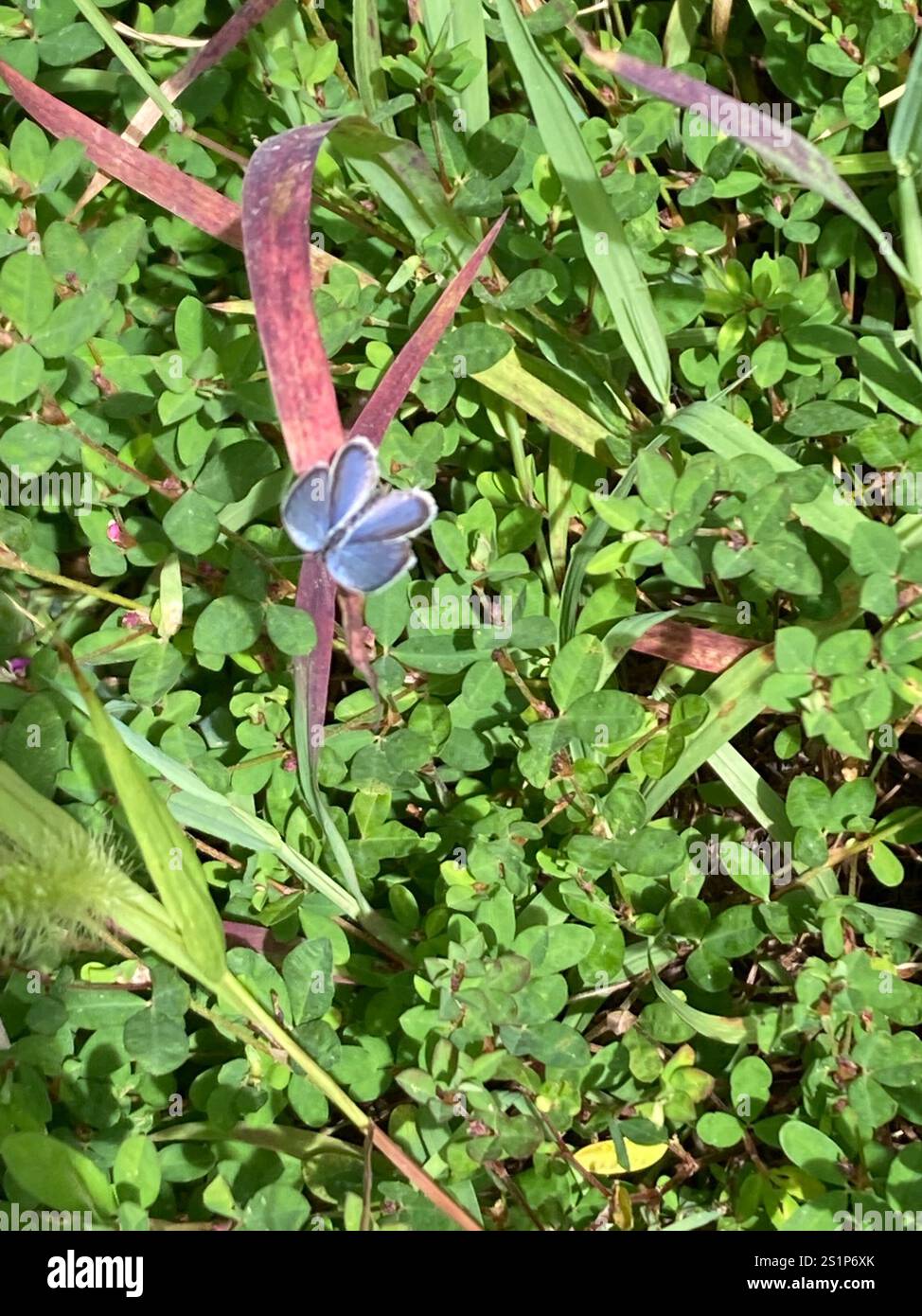 Eastern Tailed-Blue (Cupido comyntas Stock Photo - Alamy
