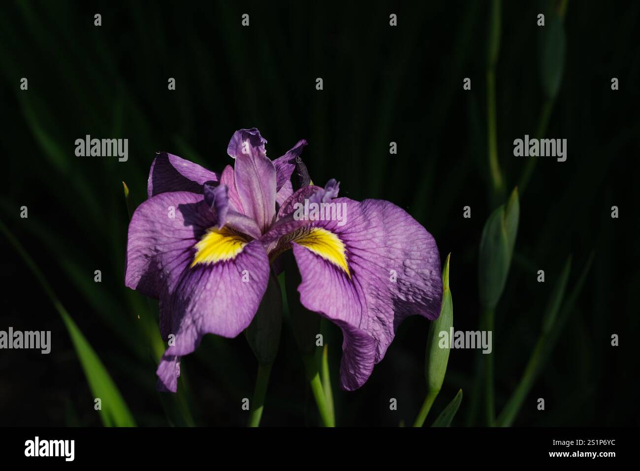 Purple iris dew drops hi-res stock photography and images - Alamy