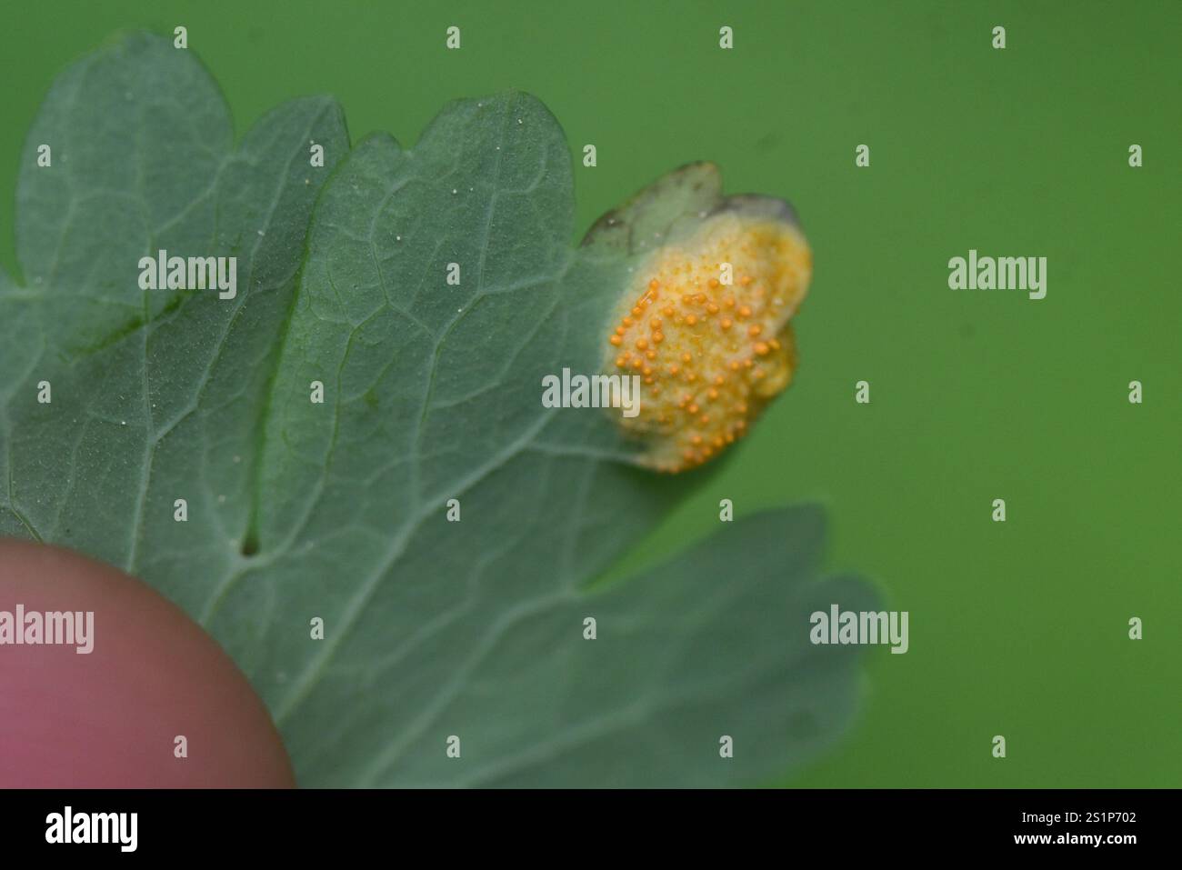 rust fungi (Pucciniales Stock Photo - Alamy
