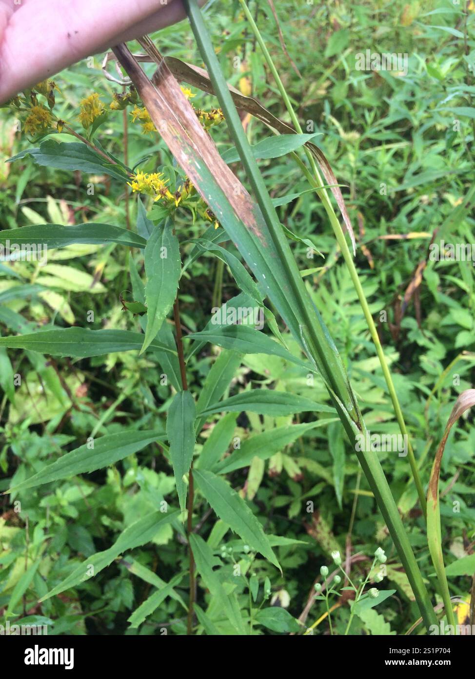 dark green bulrush (Scirpus atrovirens Stock Photo - Alamy