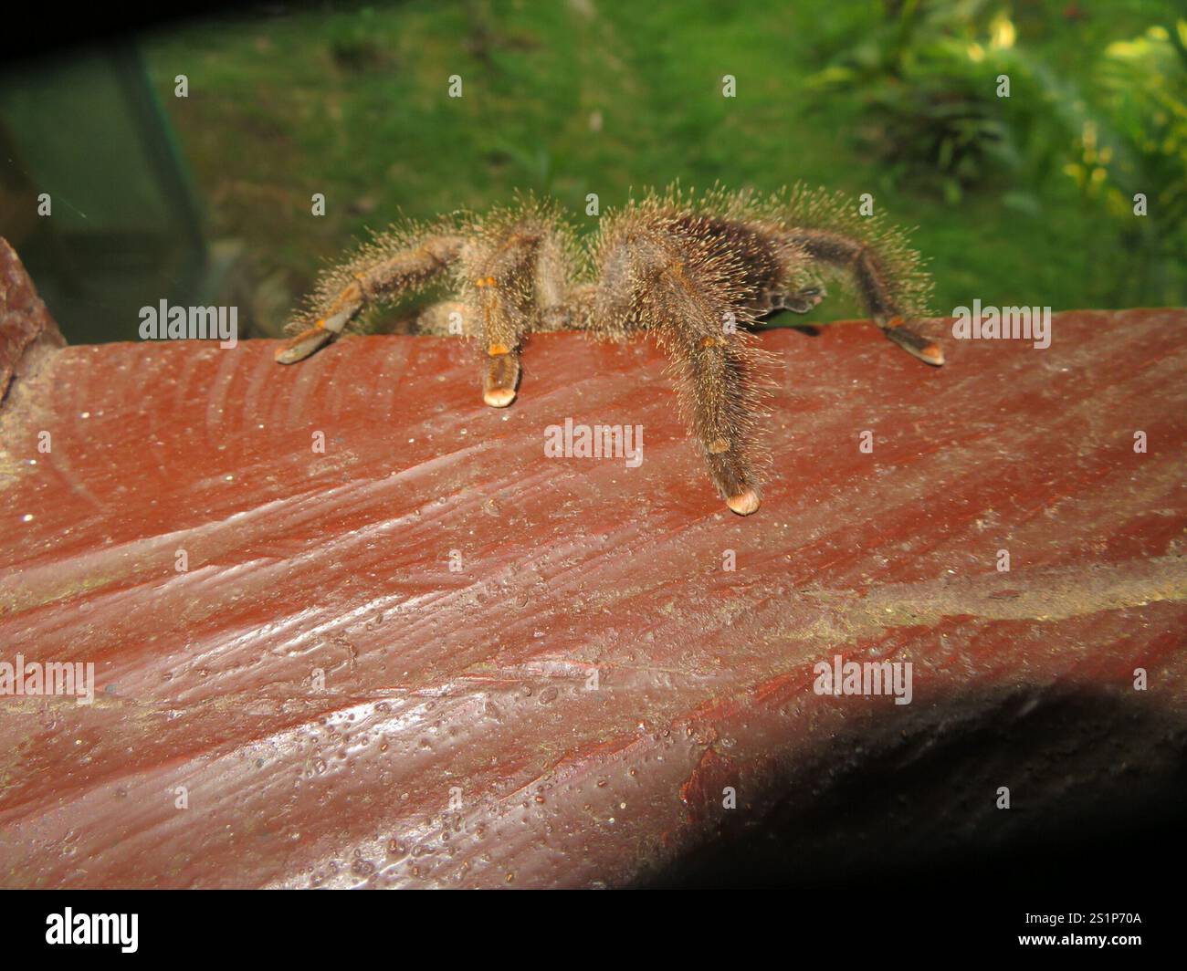 Yellow-banded Pinktoe Tarantula (Avicularia juruensis Stock Photo - Alamy