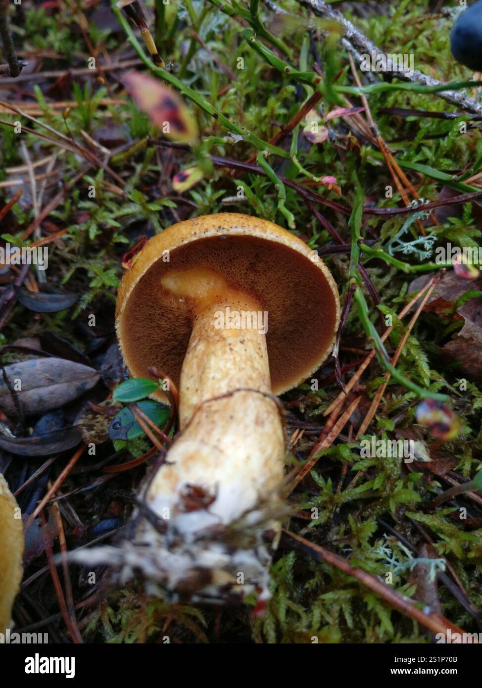 Velvet Bolete (Suillus variegatus Stock Photo - Alamy