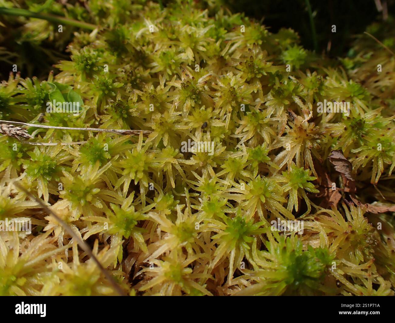 Rigid Bog-moss (Sphagnum teres Stock Photo - Alamy