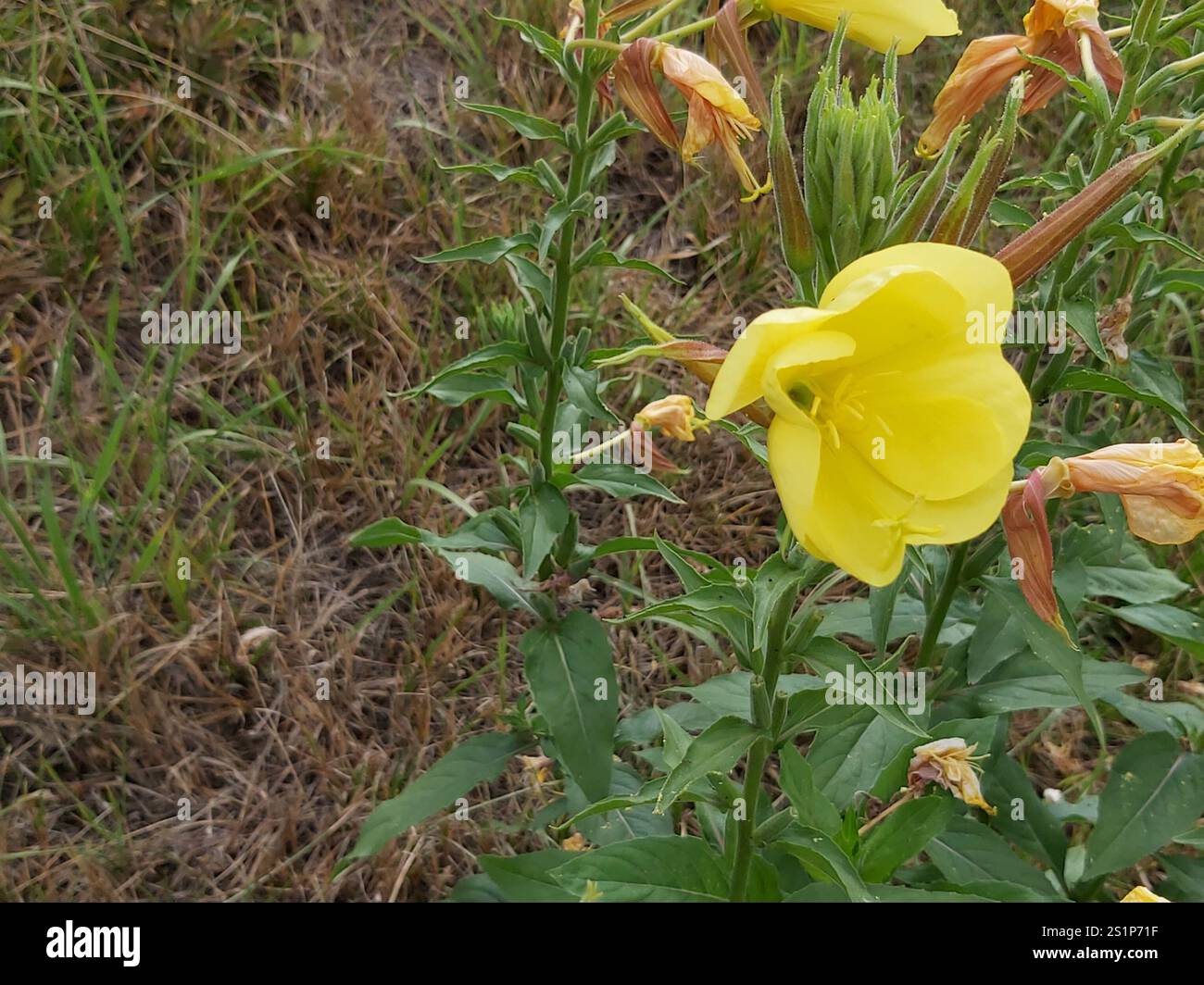Large-flowered Evening-primrose (Oenothera glazioviana Stock Photo - Alamy
