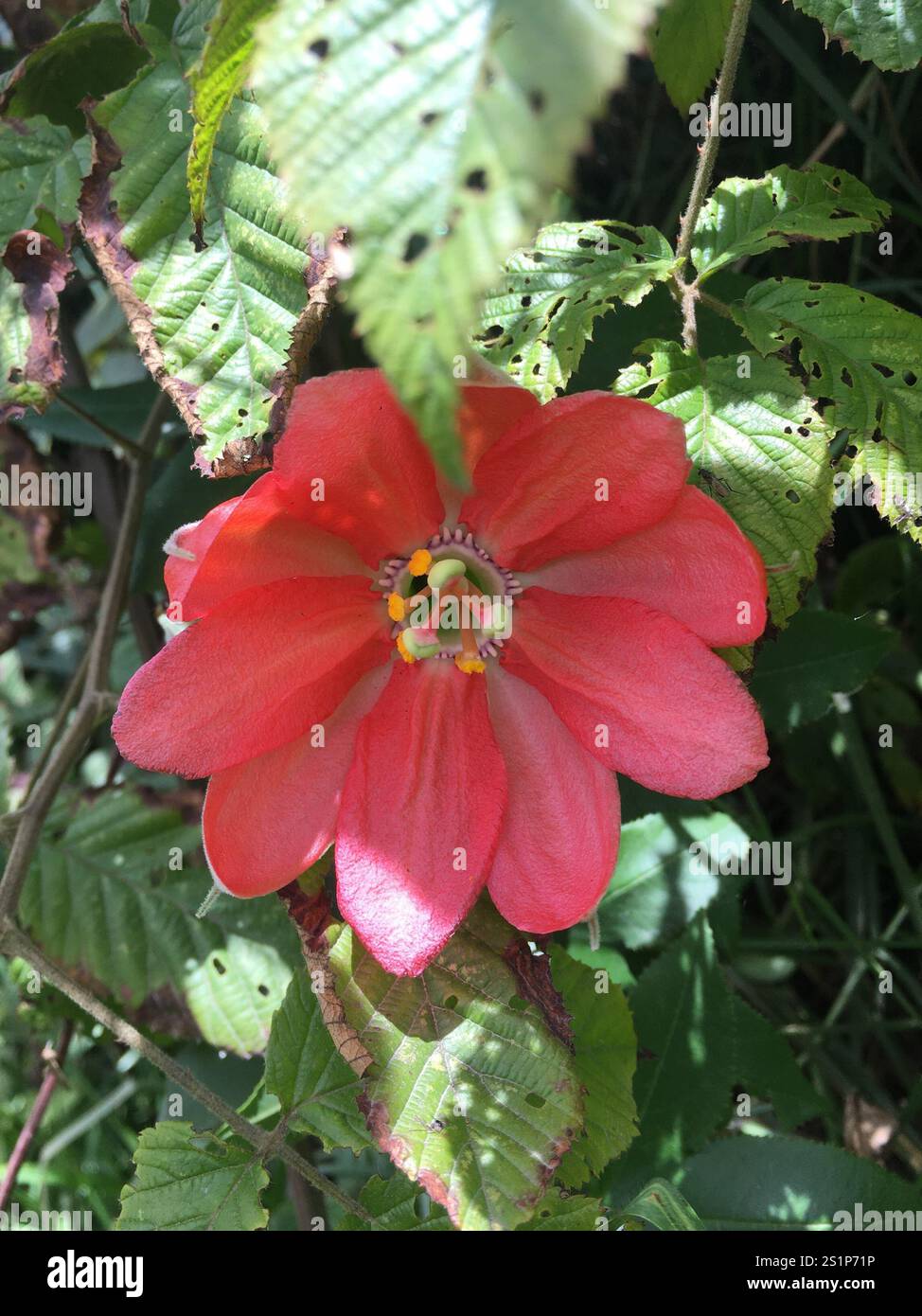 northern banana passionfruit (Passiflora mixta Stock Photo - Alamy