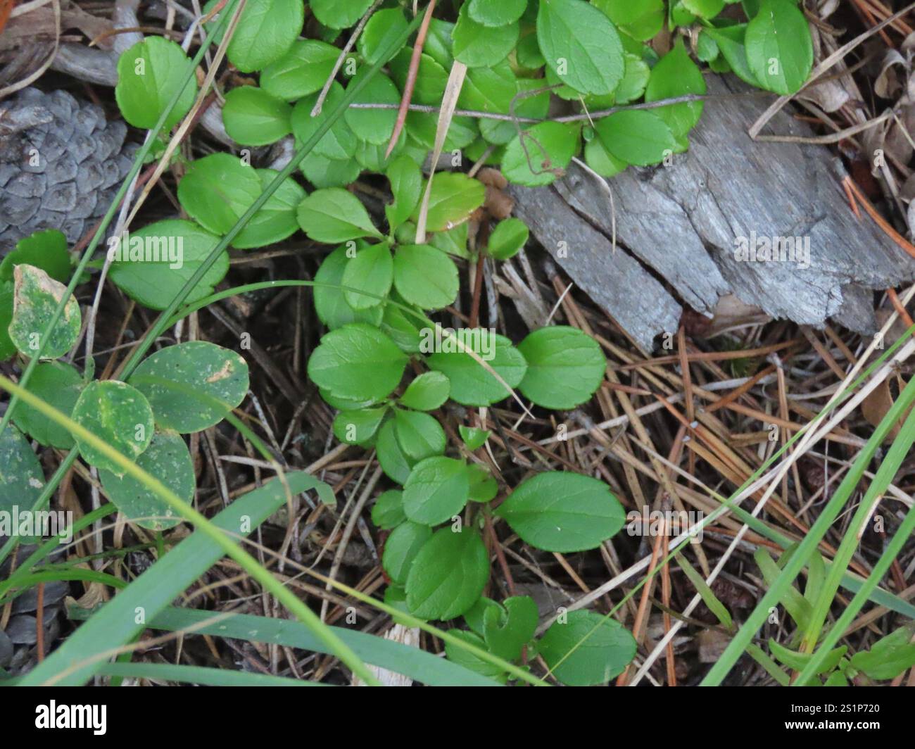 Twinflower (Linnaea borealis Stock Photo - Alamy