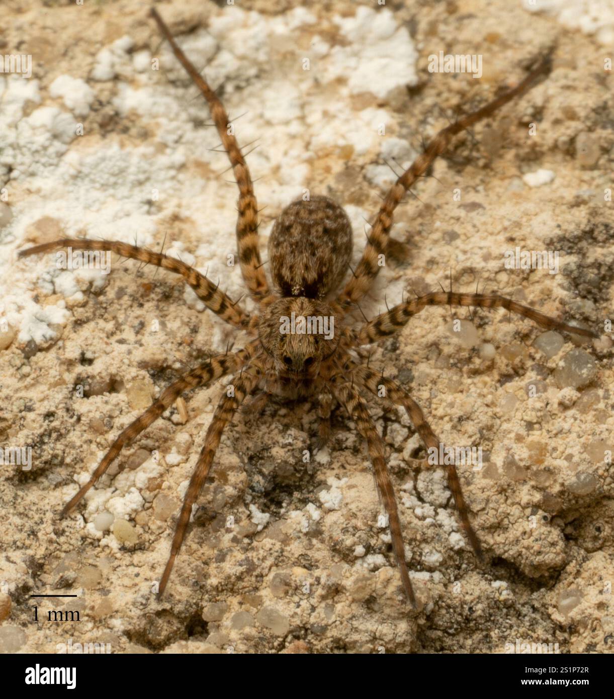Thin-legged Wolf Spiders (Pardosa Stock Photo - Alamy