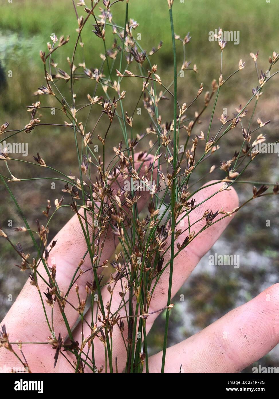 Slim-pod Rush (Juncus diffusissimus Stock Photo - Alamy