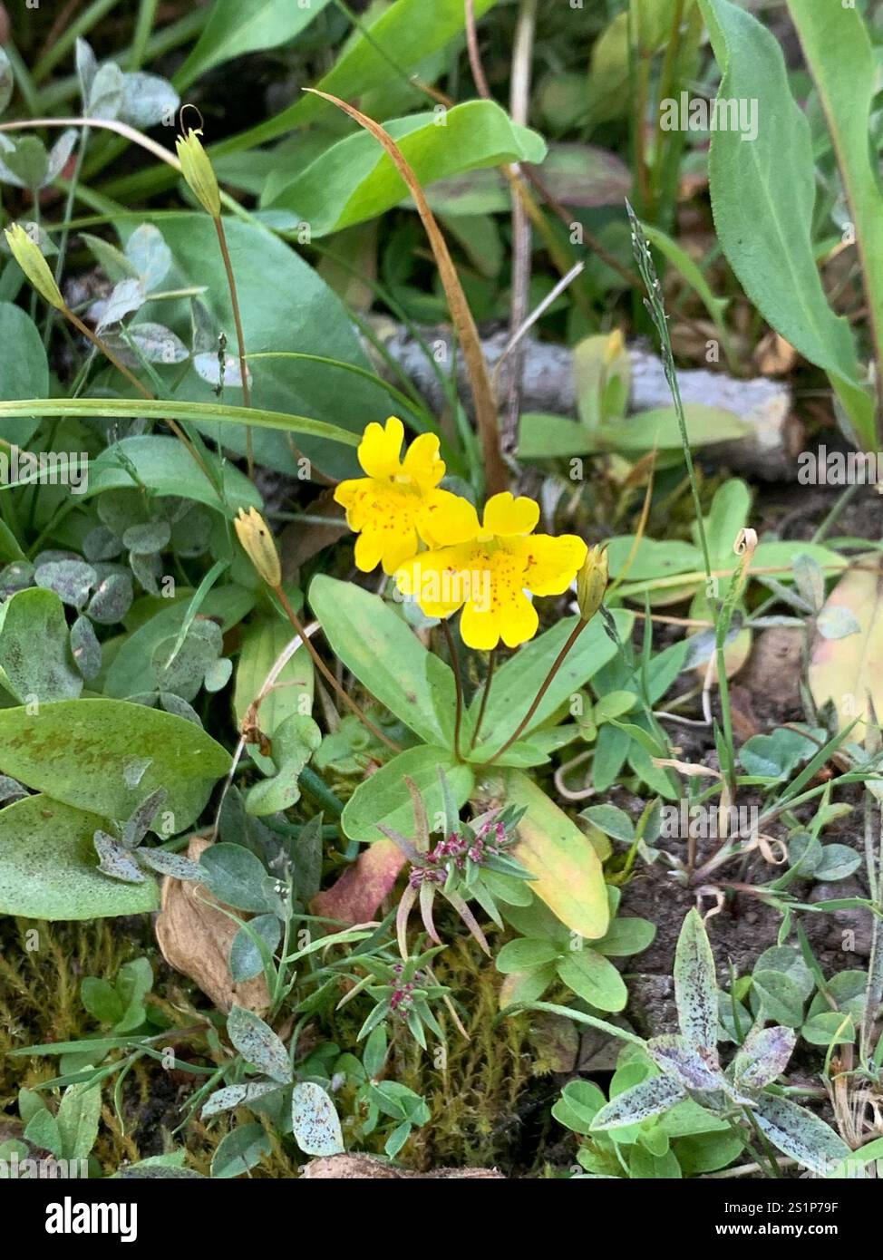 primrose monkeyflower (Erythranthe primuloides Stock Photo - Alamy