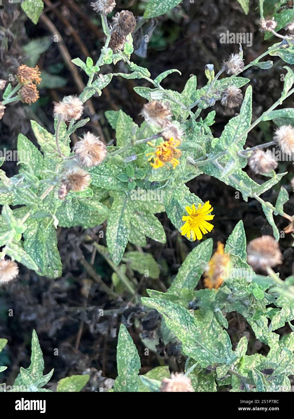 Common Fleabane (Pulicaria dysenterica Stock Photo - Alamy