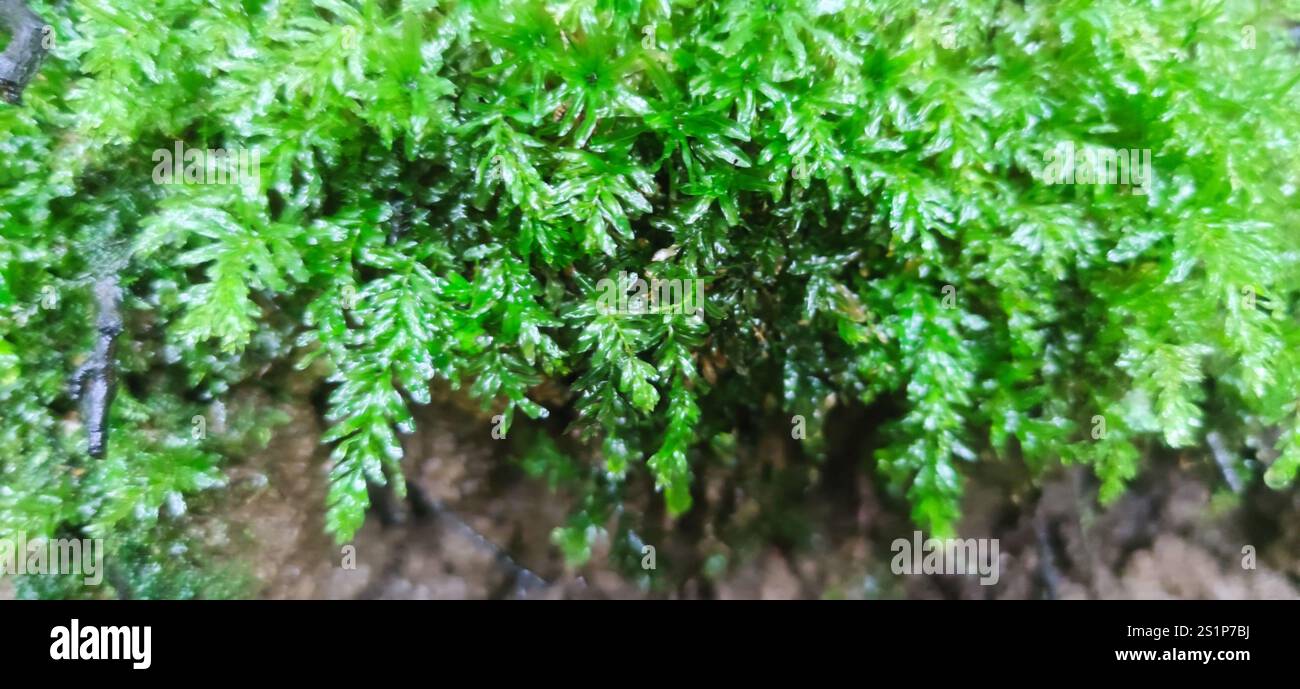 Palm-tree Moss (Plagiomnium undulatum Stock Photo - Alamy