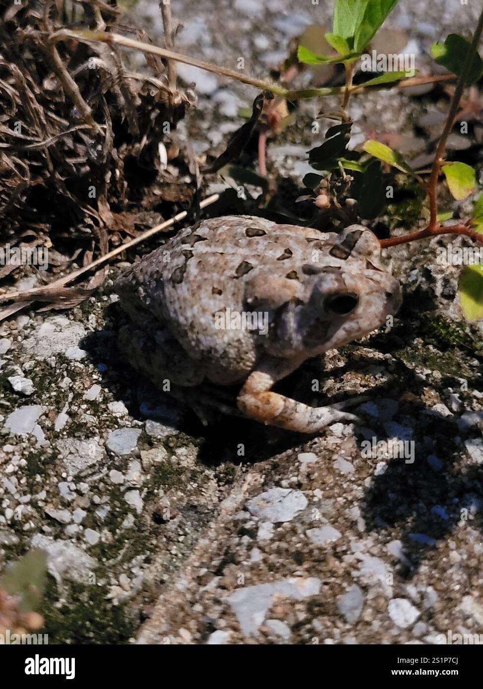 Southern Toad (Anaxyrus terrestris Stock Photo - Alamy