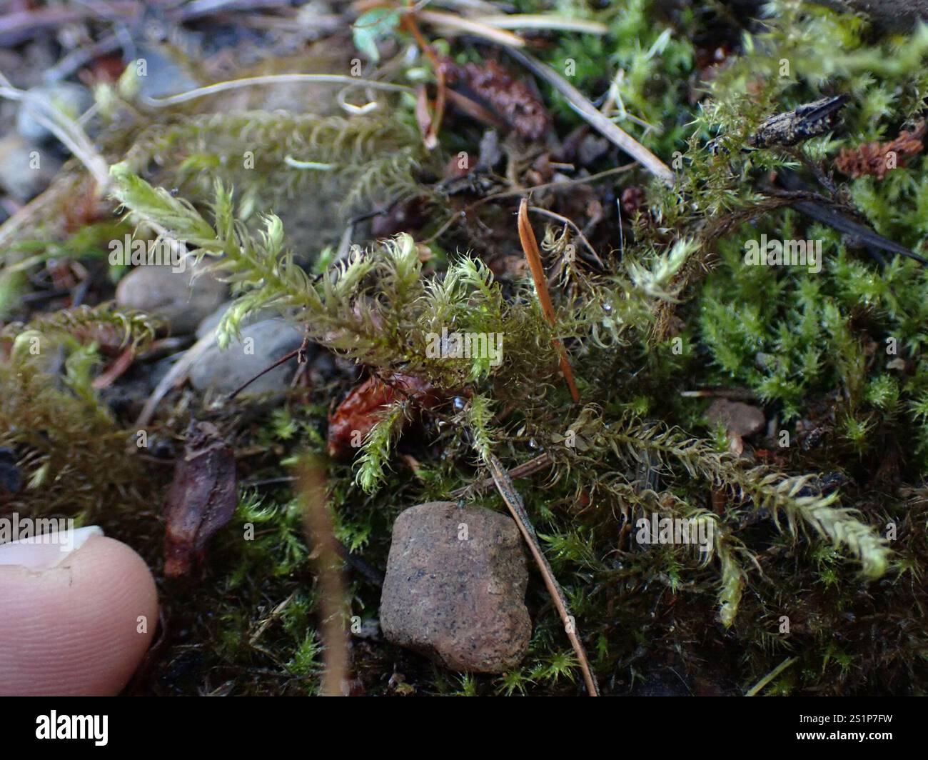 Kneiff's hook-moss (Drepanocladus aduncus Stock Photo - Alamy