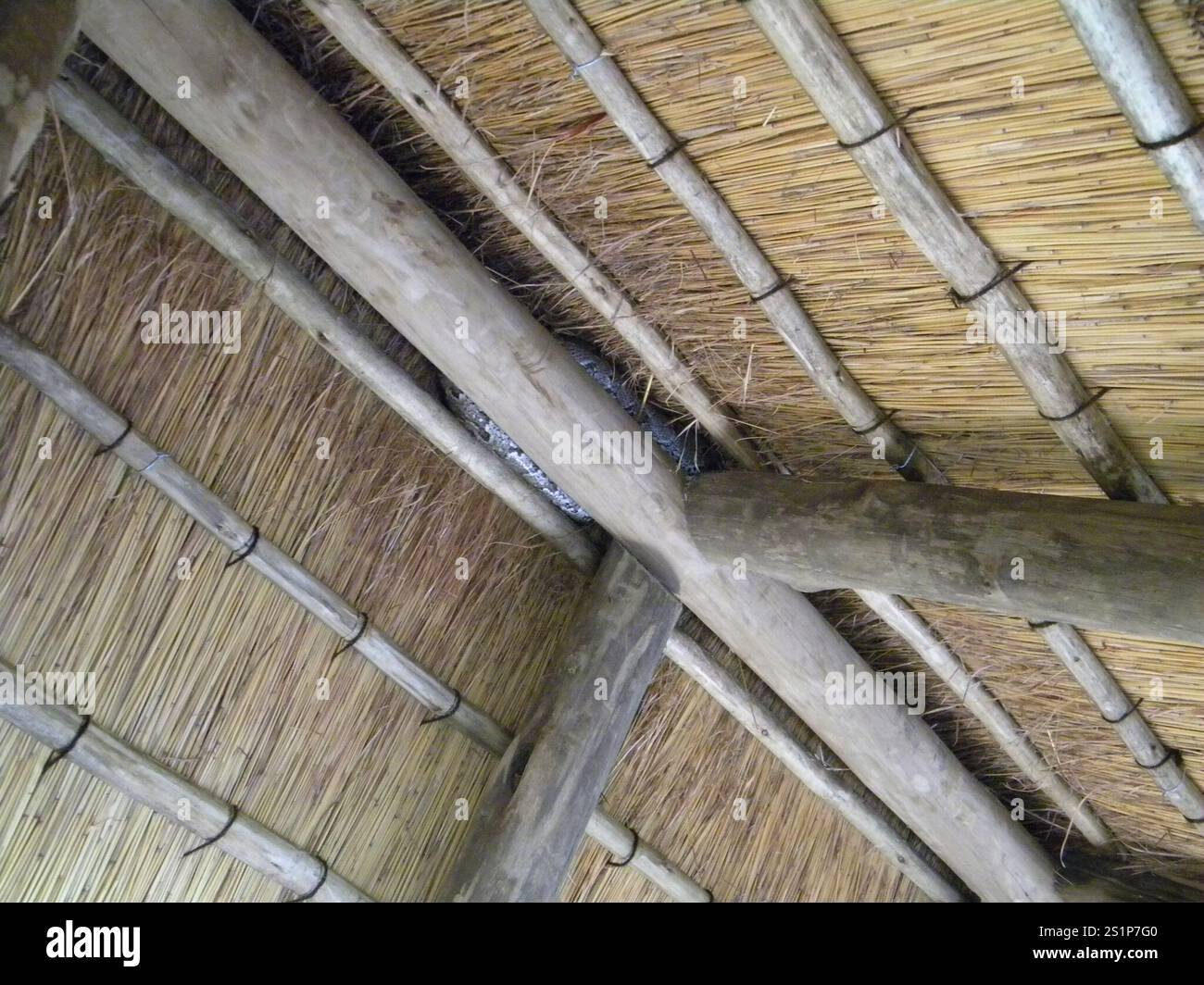 Southern African Python (Python natalensis Stock Photo - Alamy