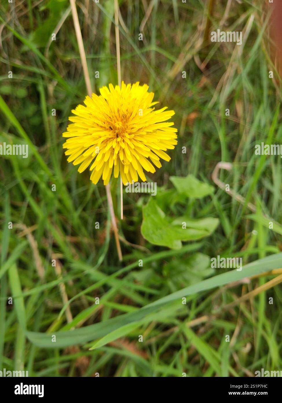 common dandelions (Taraxacum Stock Photo - Alamy