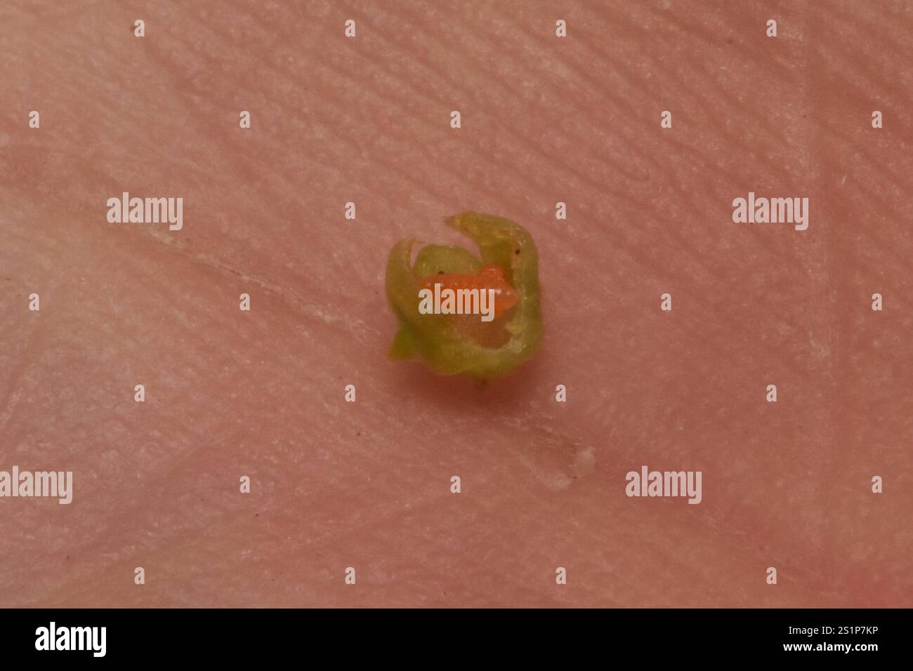 Cypress Gall Midge (Walshomyia cupressi Stock Photo - Alamy