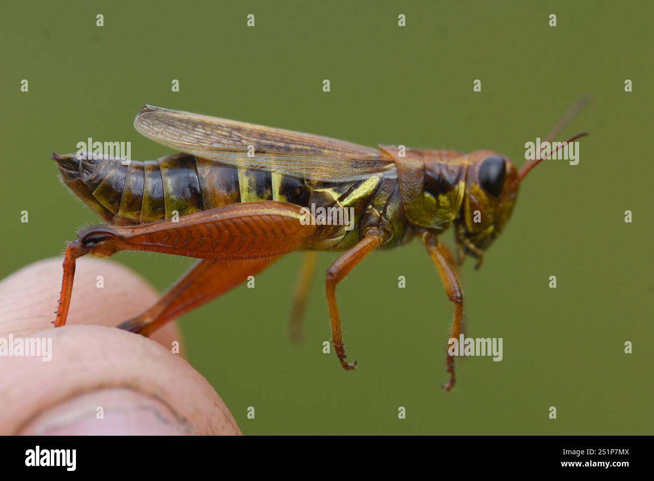 Northern Spur-throat Grasshopper (Melanoplus borealis Stock Photo - Alamy