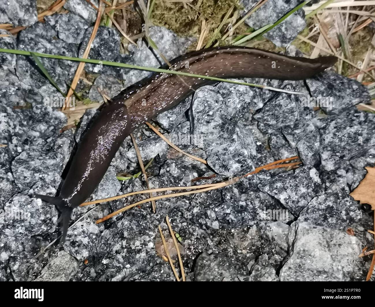Ash-black Slug (Limax cinereoniger Stock Photo - Alamy