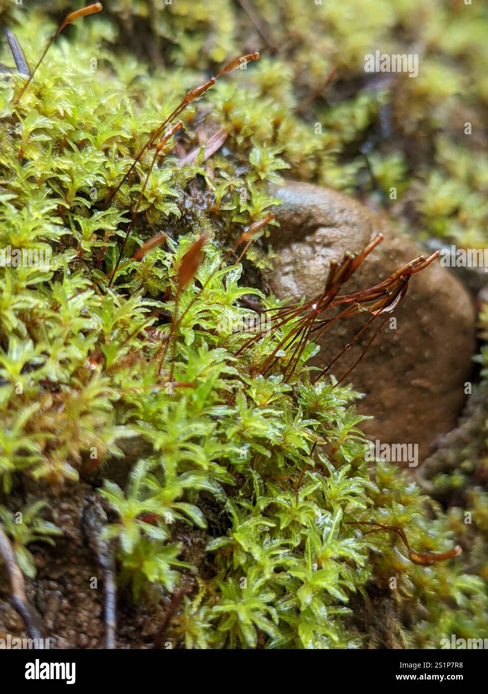 Smoothcap Mosses (Atrichum Stock Photo - Alamy