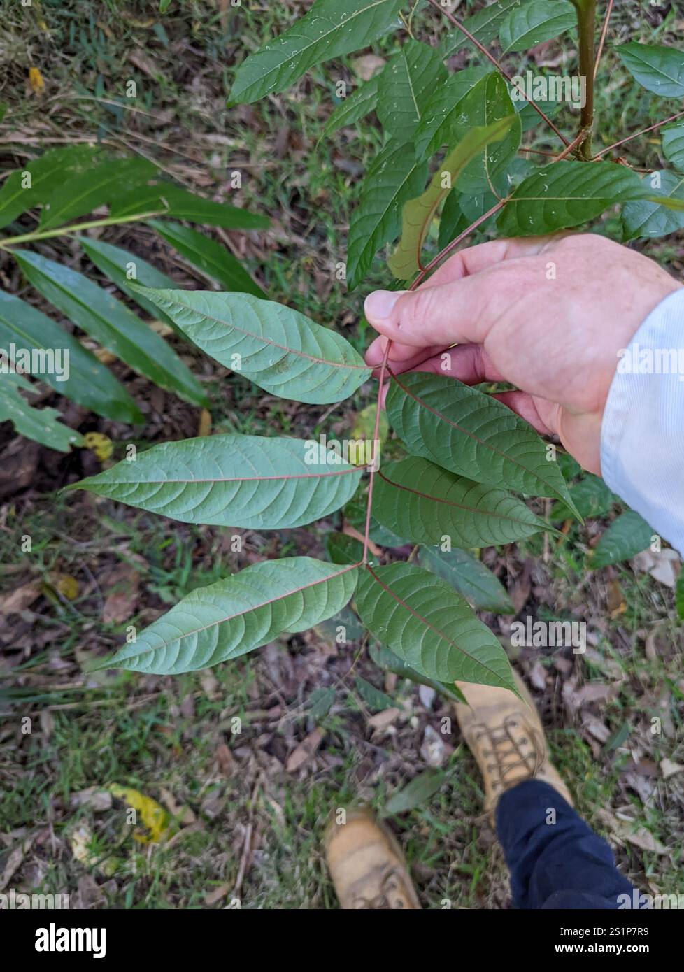 Australian Red Cedar (Toona ciliata Stock Photo - Alamy