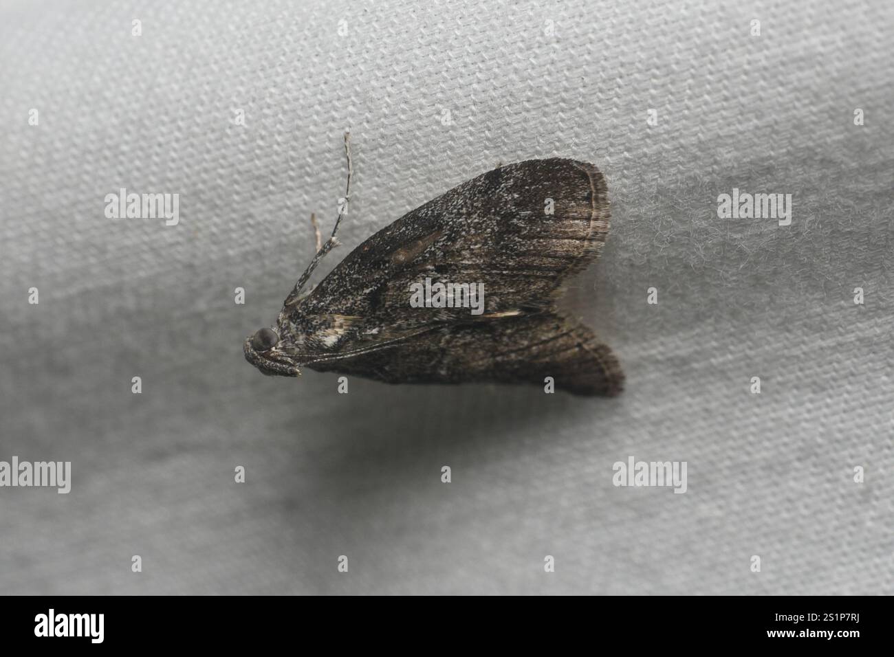 Brother Moth (Raphia frater Stock Photo - Alamy