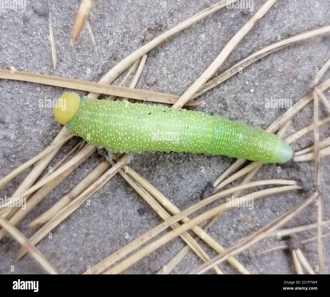 Hairy-clubhorn Sawflies (Trichiosoma Stock Photo - Alamy