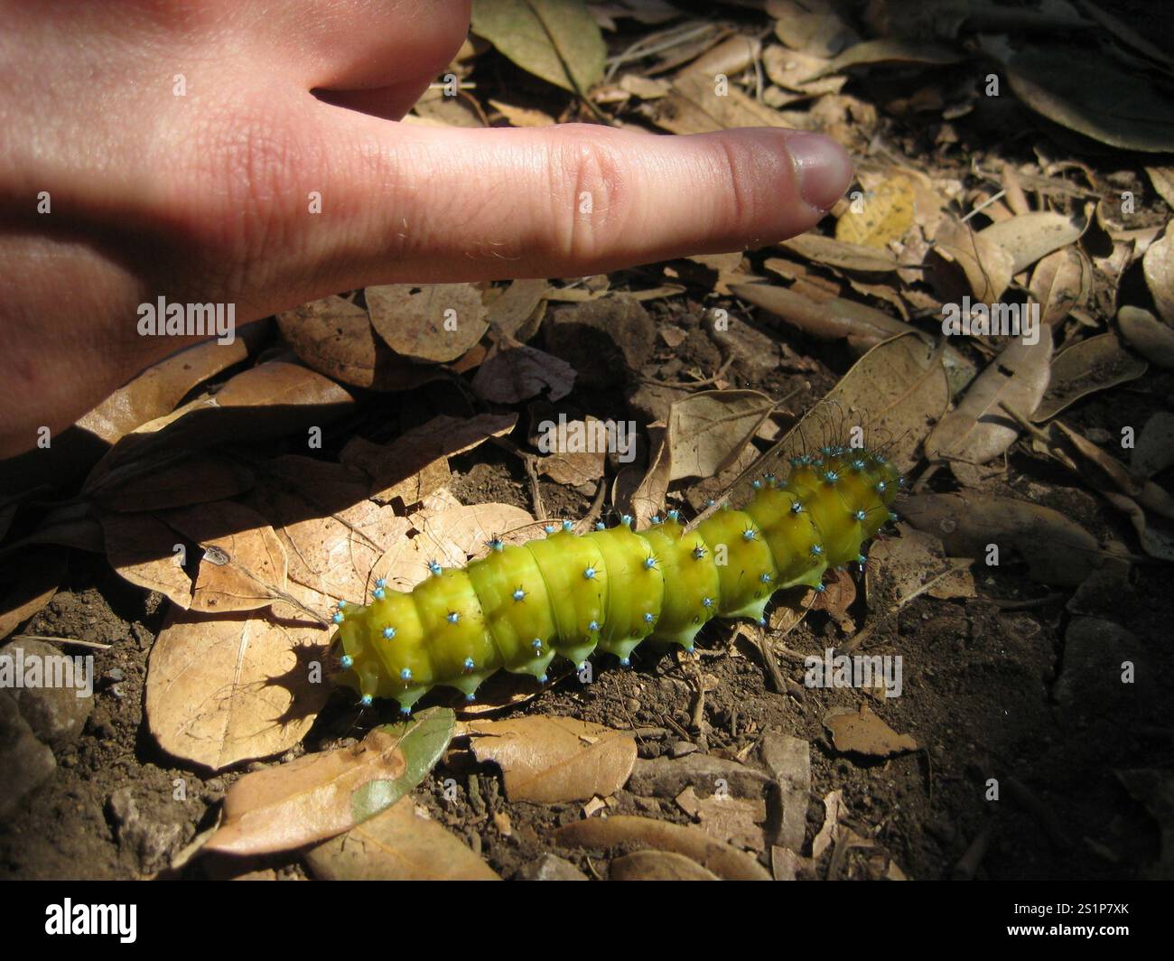 Giant Peacock Moth (Saturnia pyri Stock Photo - Alamy