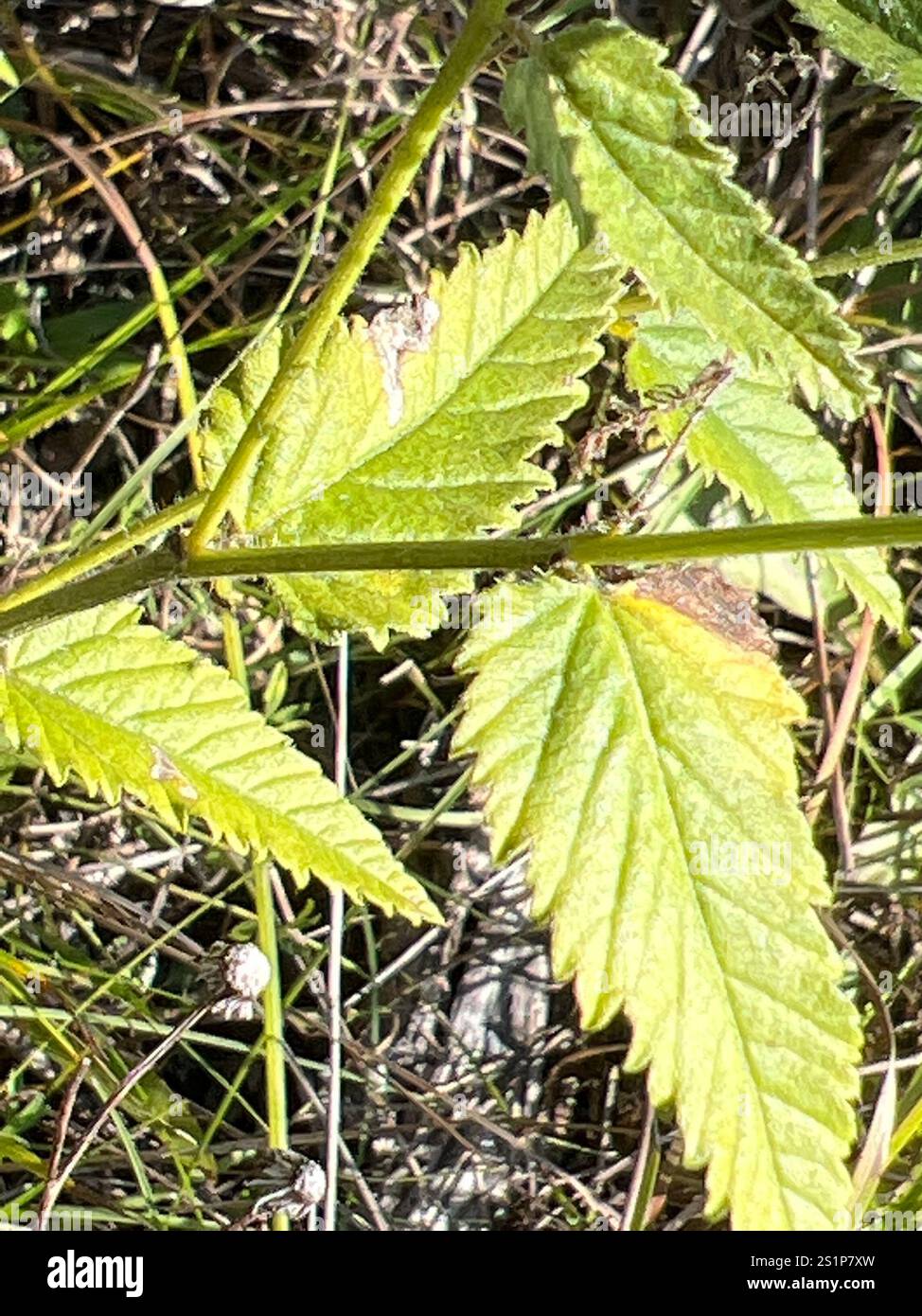 Nettleleaf Noseburn (Tragia urticifolia Stock Photo - Alamy