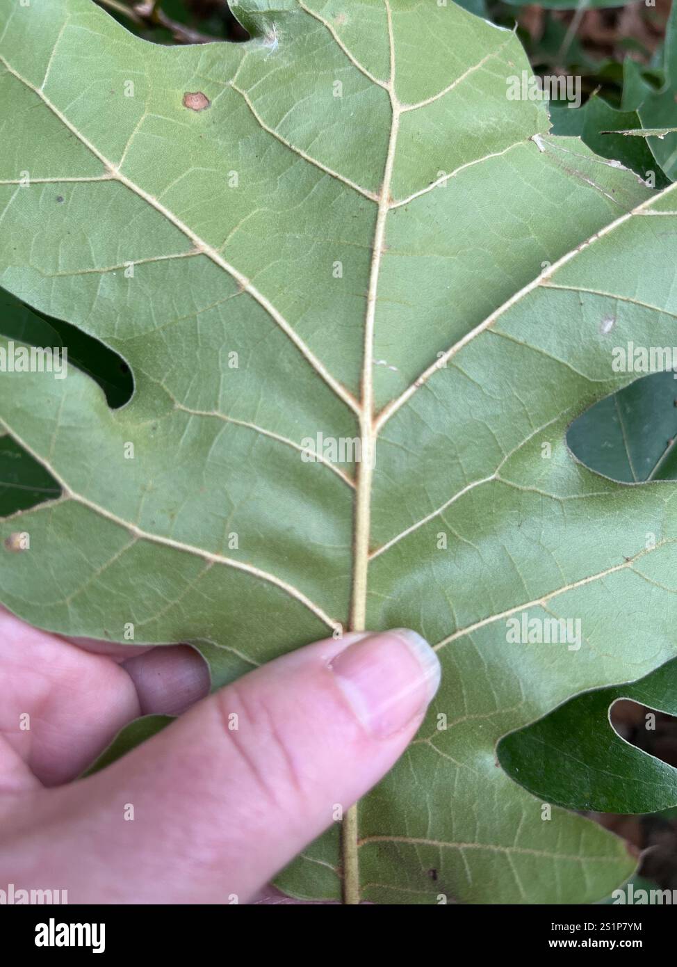 black oak (Quercus velutina Stock Photo - Alamy