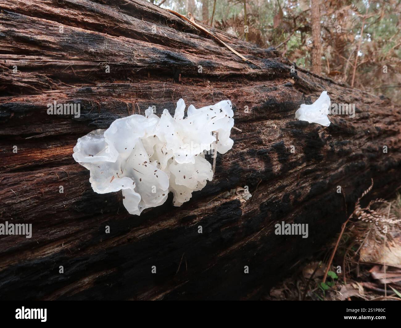 snow fungus (Tremella fuciformis Stock Photo - Alamy