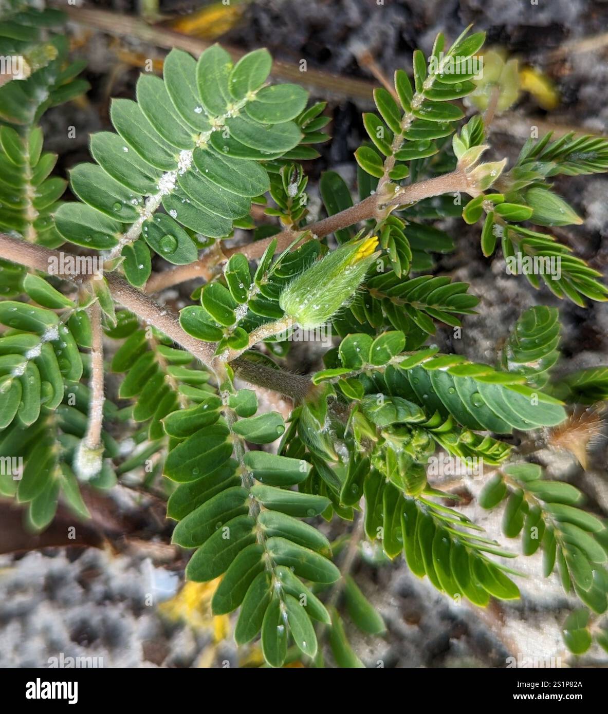 Jamaican feverplant (Tribulus cistoides Stock Photo - Alamy
