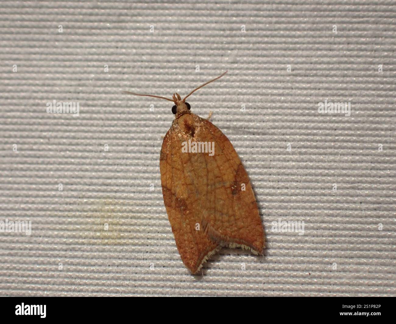 Rhomboid Tortrix (Acleris rhombana Stock Photo - Alamy