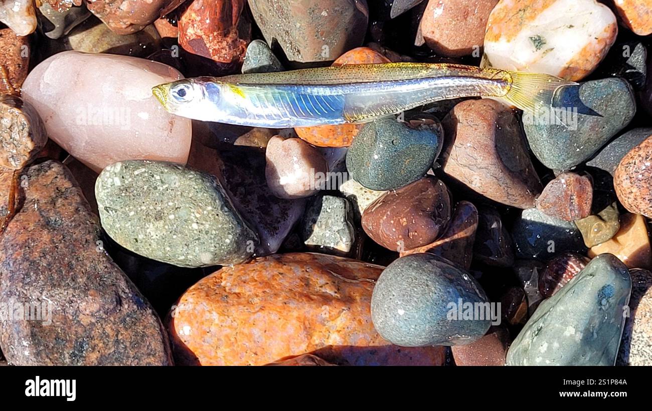 Atlantic silverside hi-res stock photography and images - Alamy