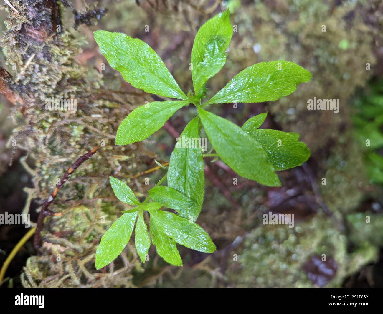 mock azalea (Rhododendron menziesii Stock Photo - Alamy