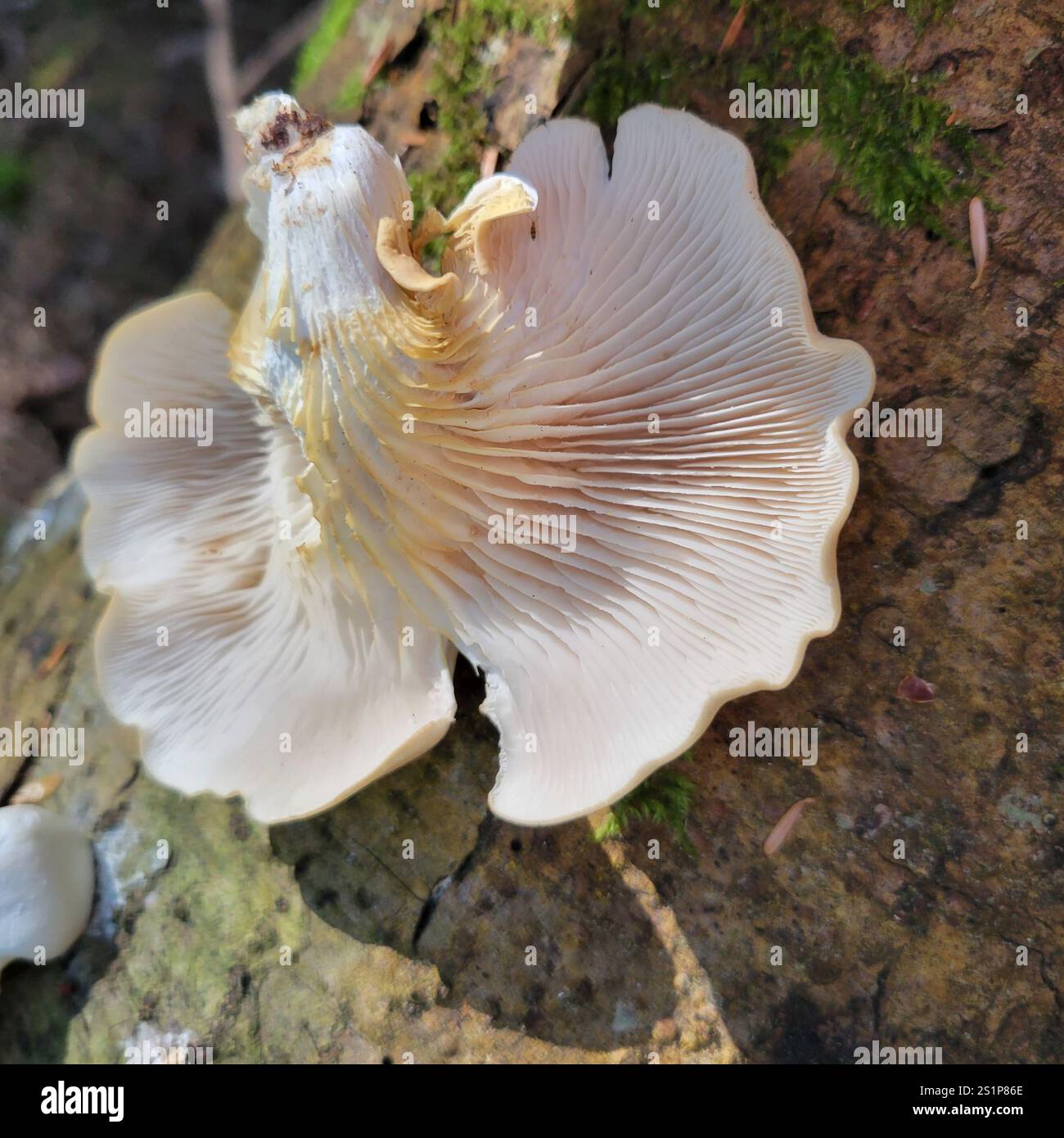 pale oyster (Pleurotus pulmonarius Stock Photo - Alamy