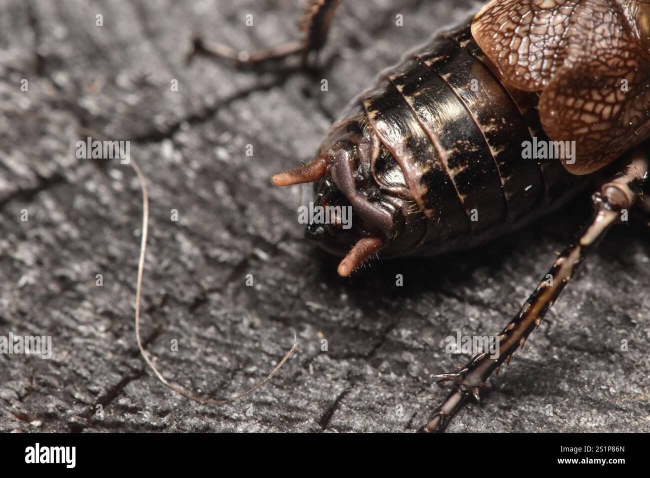 Great Grig (Cyphoderris monstrosa Stock Photo - Alamy