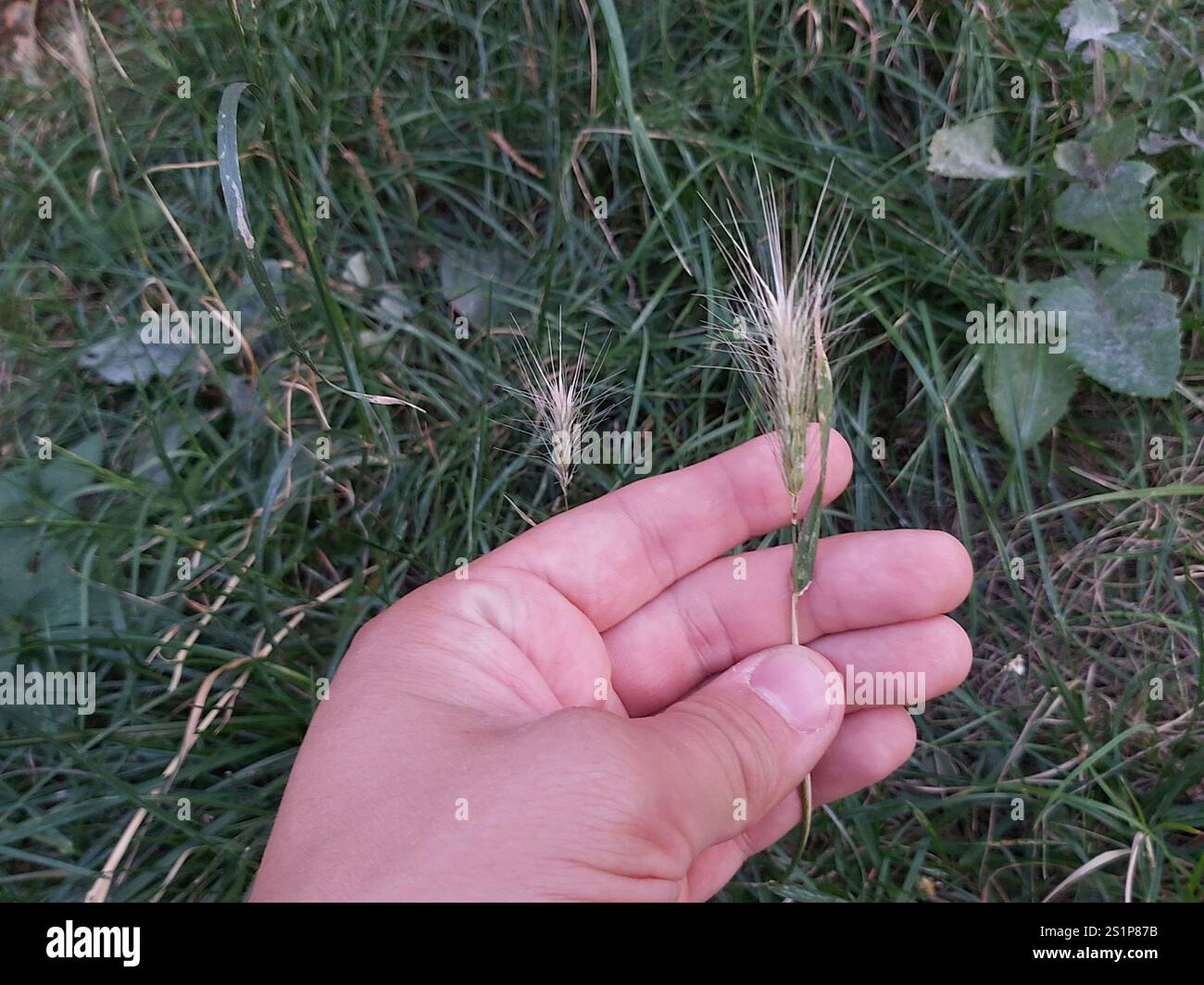wall barley (Hordeum murinum Stock Photo - Alamy