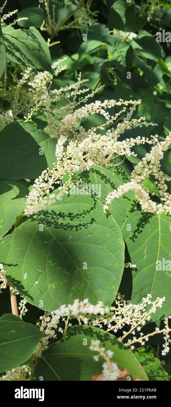 Japanese knotweed (Reynoutria japonica Stock Photo - Alamy