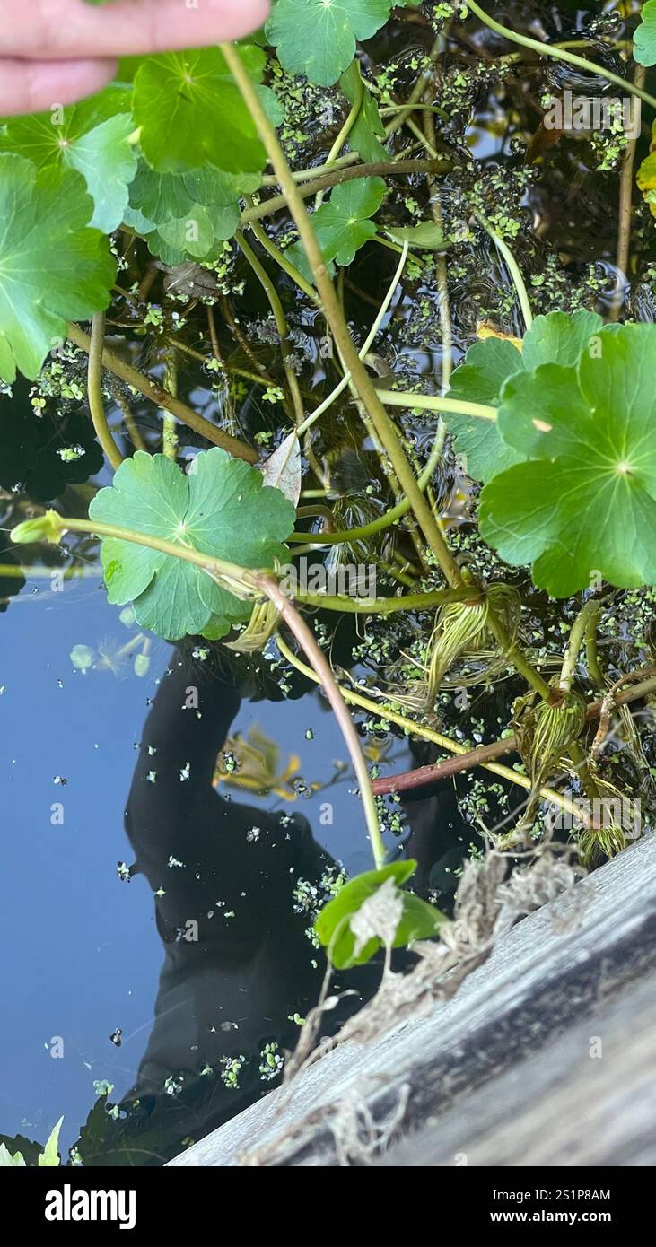 floating marsh pennywort (Hydrocotyle ranunculoides Stock Photo - Alamy