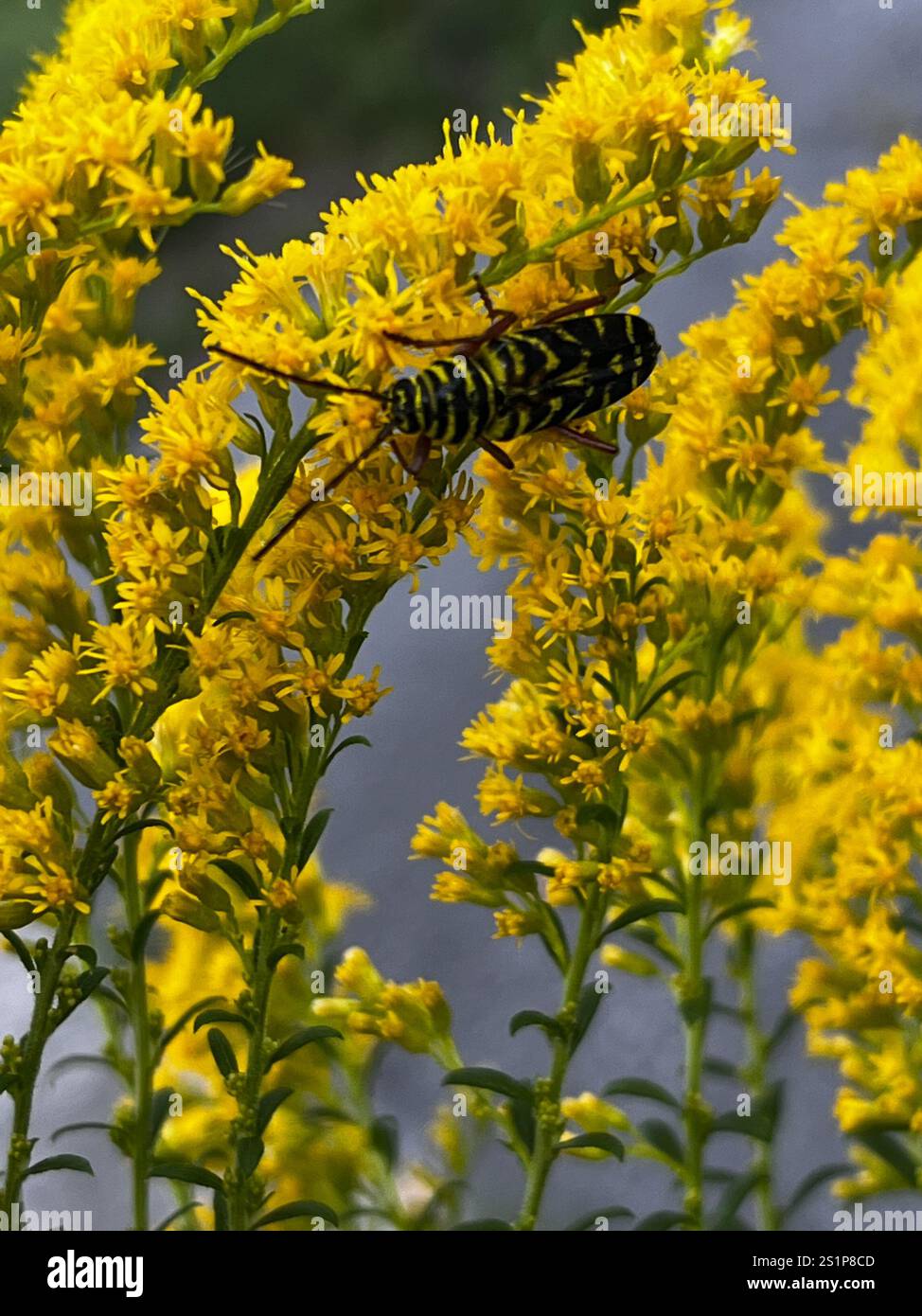 Locust Borer (Megacyllene robiniae Stock Photo - Alamy