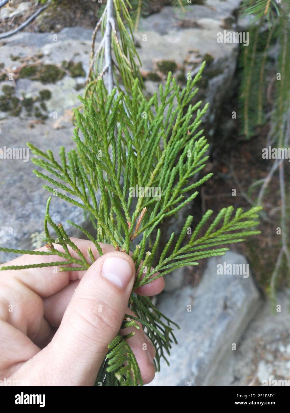 Alaska yellow cedar (Callitropsis nootkatensis Stock Photo - Alamy