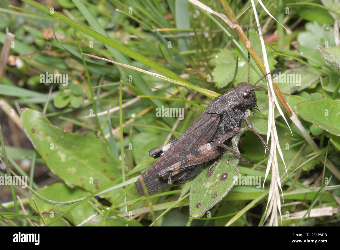 Rattle Grasshopper (Psophus stridulus Stock Photo - Alamy