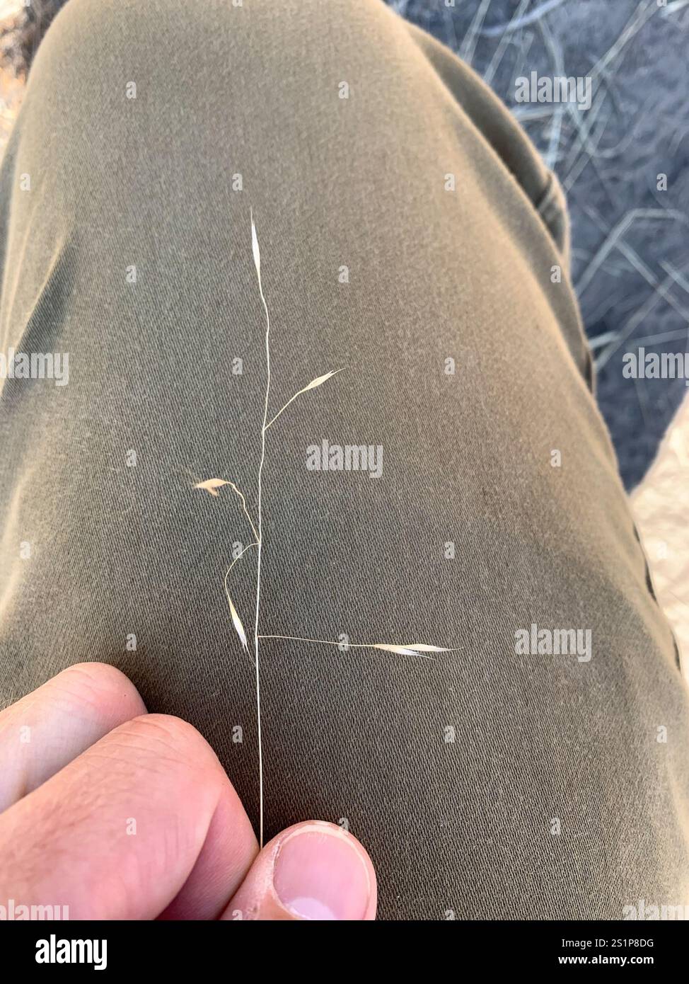 North Africa Grass (Ventenata dubia Stock Photo - Alamy