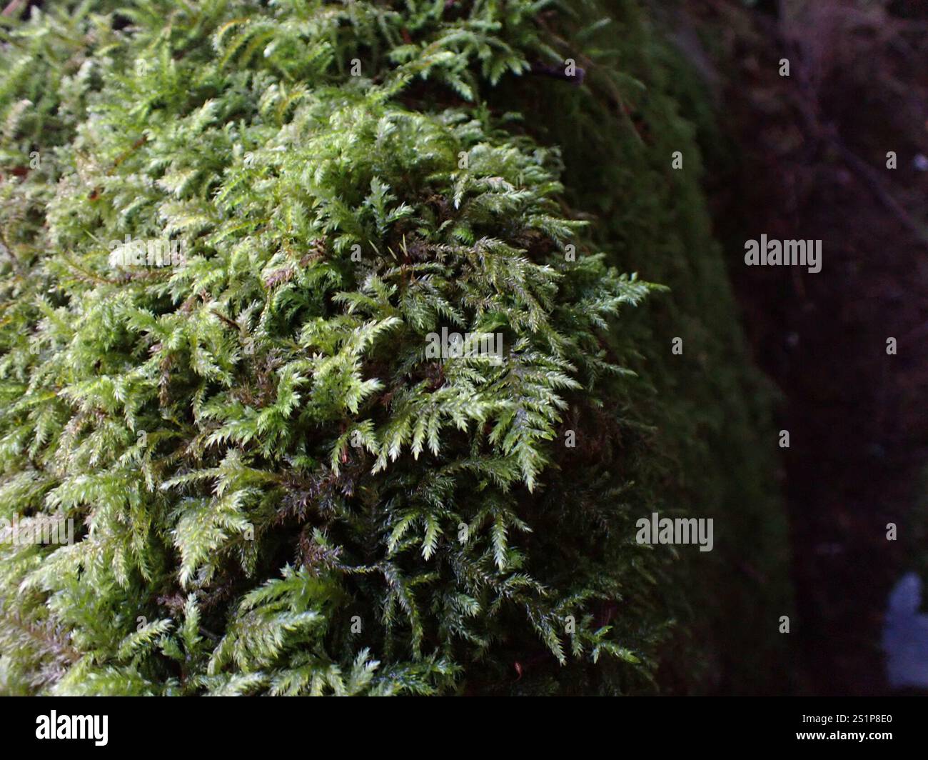Cat's Tail Moss (Pseudisothecium stoloniferum Stock Photo - Alamy
