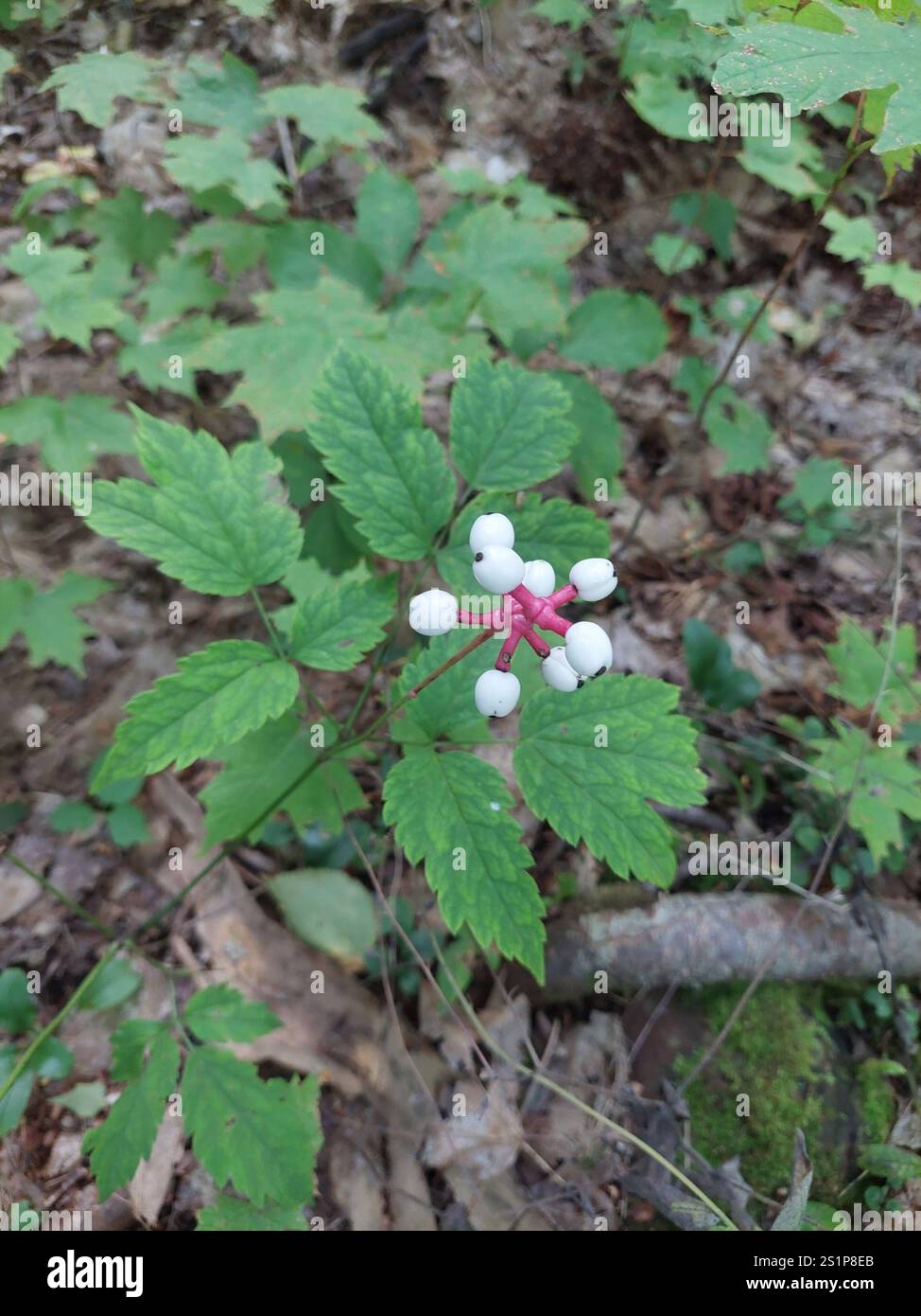 white baneberry (Actaea pachypoda Stock Photo - Alamy