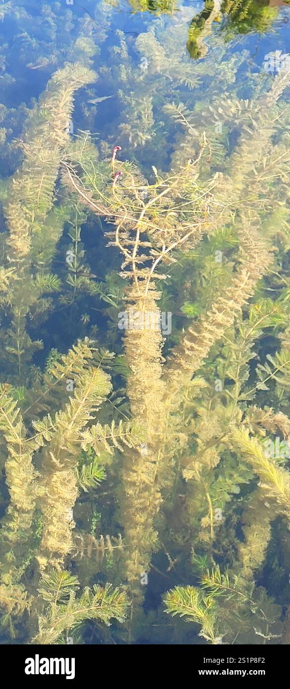 Eurasian water-milfoil (Myriophyllum spicatum Stock Photo - Alamy