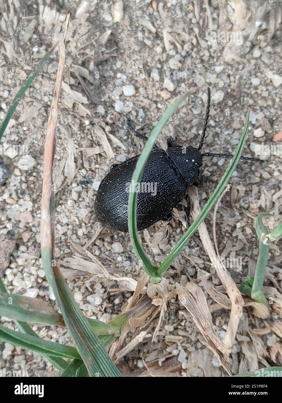 black-punctured leaf beetle (Galeruca tanaceti Stock Photo - Alamy