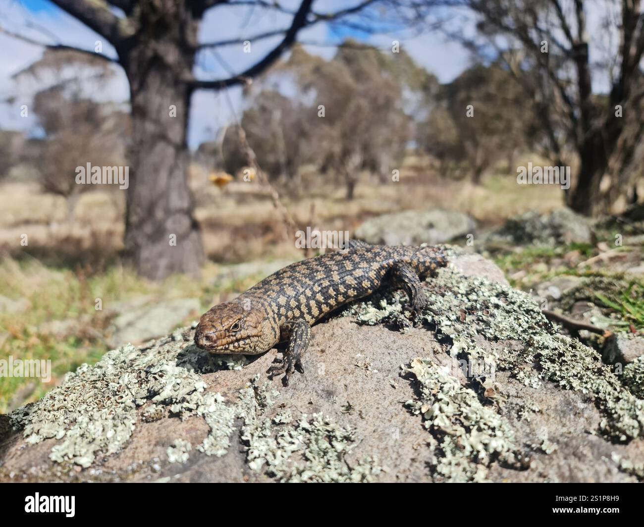 Cunningham's Skink (Egernia cunninghami Stock Photo - Alamy